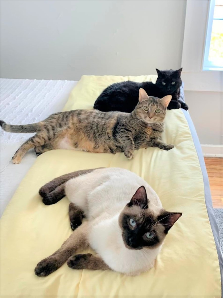 PAWS FOR REFLECTION – TAMMY BLUE